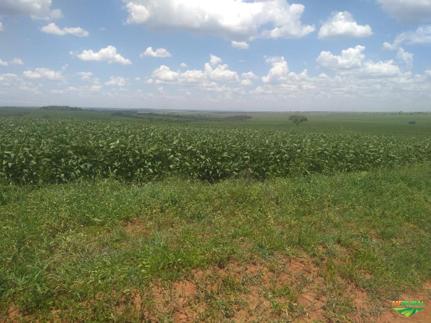 Fazenda na Região do Triângulo - Uberlândia / Uberaba Mg em 344317
