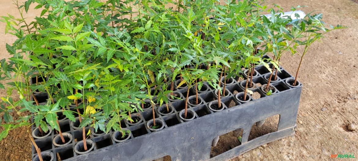 Fruto Groselha Indiana Amla - Árvores Adultas / Mudas | Preço