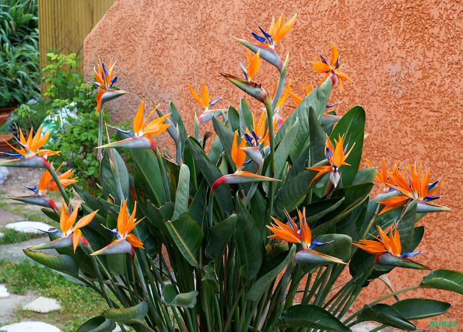 Estrelítzia – Strelitzia Reginae em Astolfo Dutra MG à venda. 646142