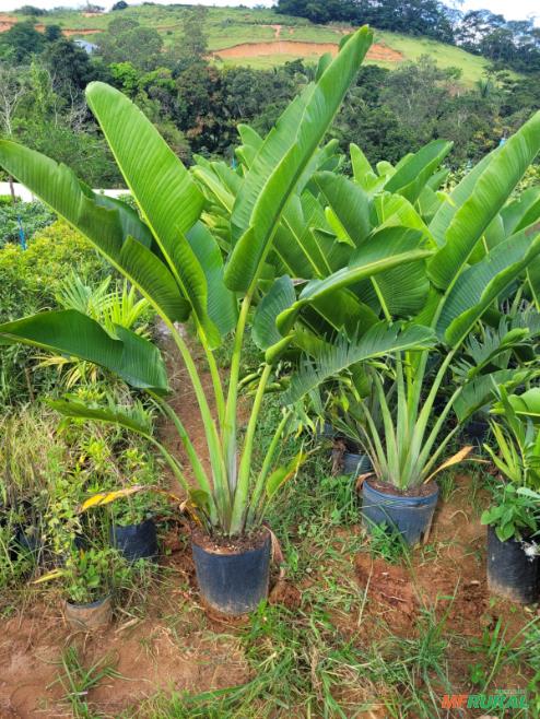 Muda de Ravenala / Árvore do Viajante em Astolfo Dutra MG à 665169