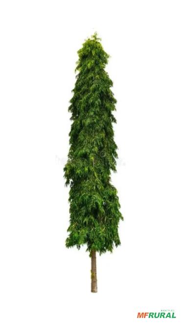 Mudas de Choupala Venda de Choupala Preço Choupala Comprar