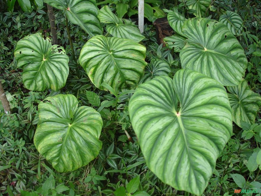 Raríssimo Filodendro (Philodendrum Plowmanii) em Itabuna BA à 805922