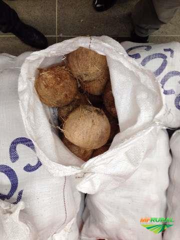 Coco Seco- 20 Kg em São Paulo SP à venda. Compre direto 273694