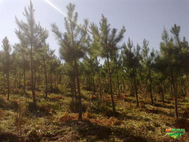 Arvores de Pinus Com 12 Anos de Idade em União da Vitória PR à 268857