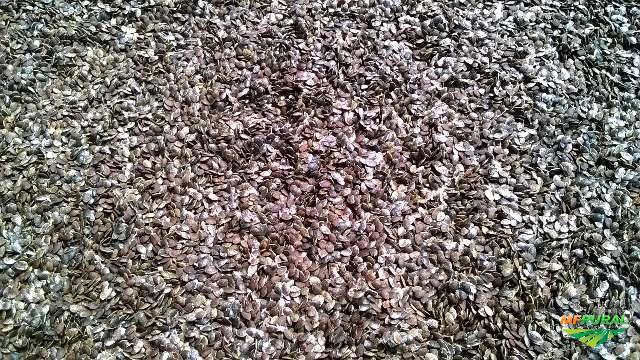 Inferencias Semanticas en Los Textos A Nivel Local Y - MF Rural