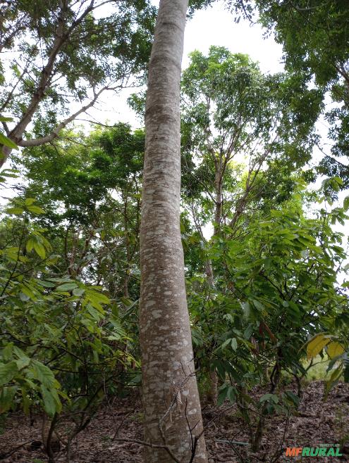 mogno africano Venda de mogno africano Preço mogno africano