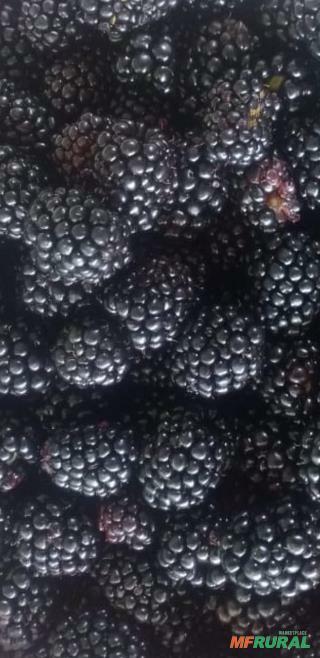 Amora Black Berry Graúdas Congeladas. em São Paulo SP à venda. 690328