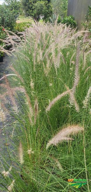 Capim do Texas em Bragança Paulista SP à venda. Compre direto 404041