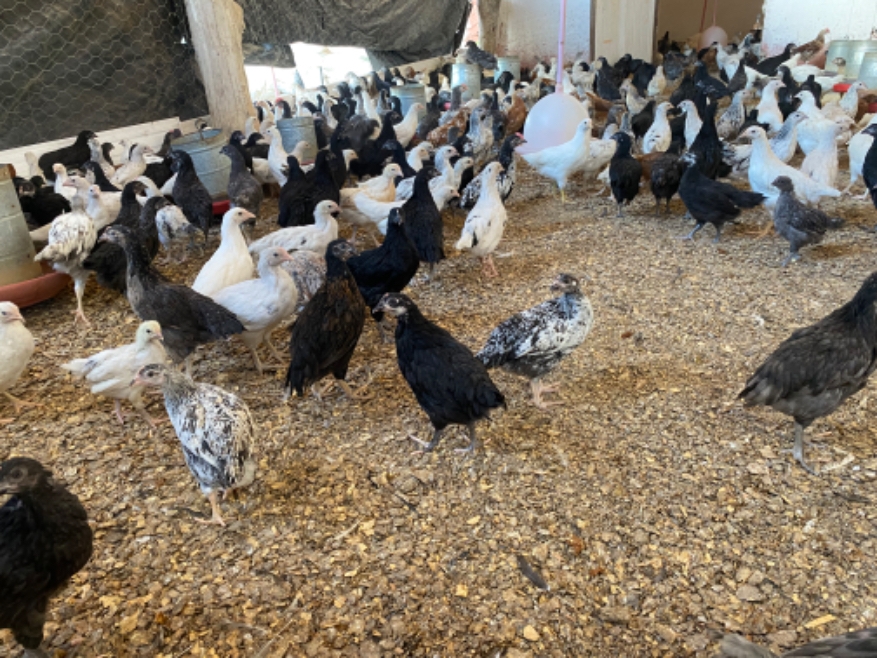 Galinha Poedeiras Caipira | Preço Venda Compra - MF Rural