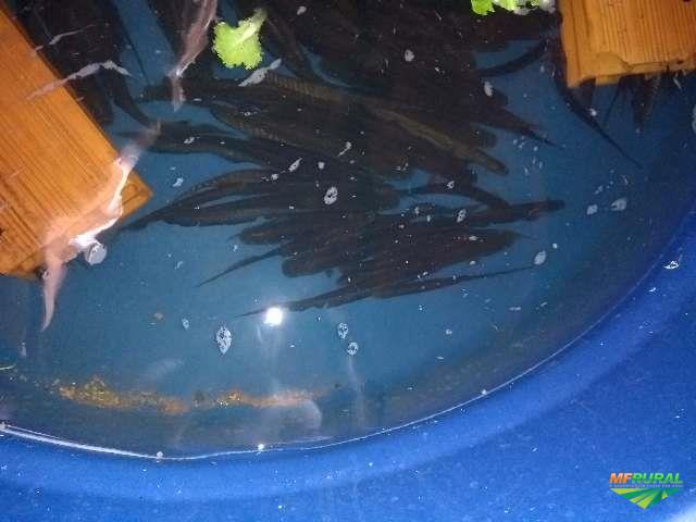 Tuvira | Preço Venda Compra - MF Rural