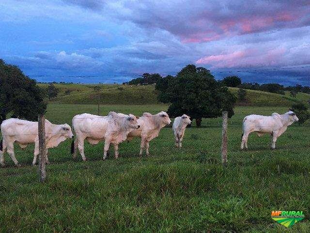Nelore Po | Preço Venda Compra - MF Rural