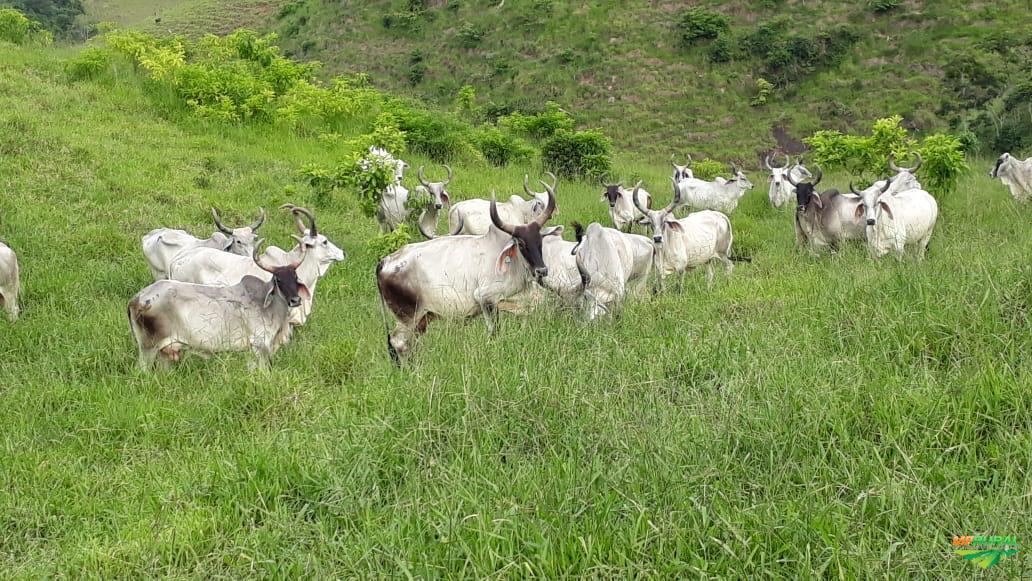 Vacas Guzer no Espírito Santo | Preço Venda Compra - MF Rural