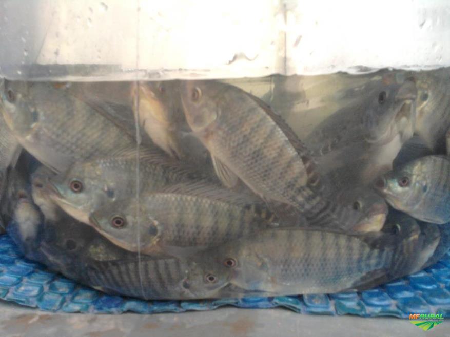 Peixes à venda com preço