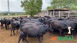 Vaca Prenhas | Preço Venda Compra - MF Rural