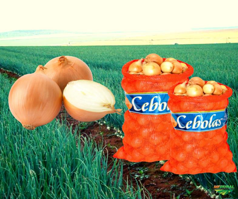 Cebola in Natura em Ribeirão Preto SP à venda. Compre direto 405576