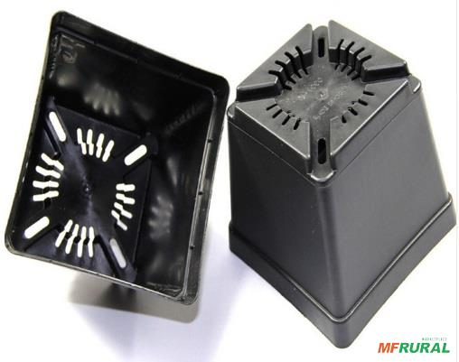 Mini Bonsai | Preço Venda Compra - MF Rural