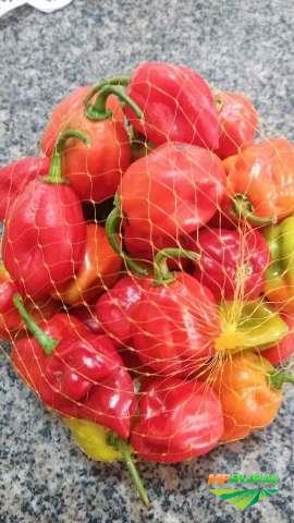 Polpa de Pimenta Habanero, Trinidad Scorpions E Bhut Jholokia em 280515