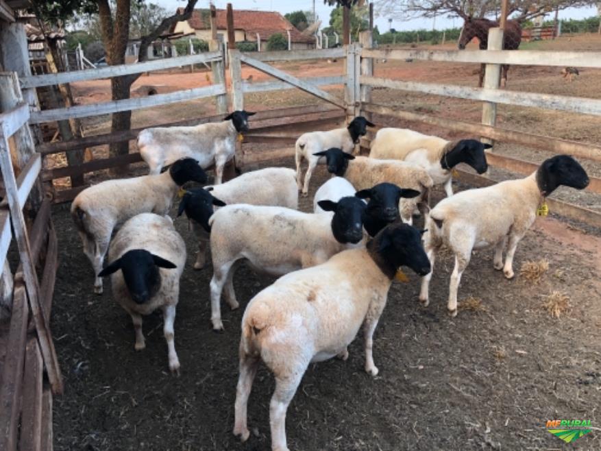 Carneiro Dorper em São José do Rio Preto SP à venda. Compre 414524