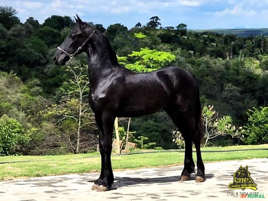 Potro Friesian em São Paulo | Preço Venda Compra - MF Rural