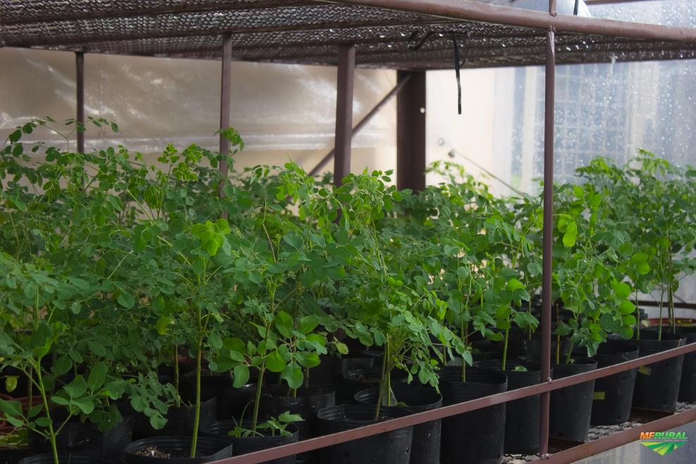 Plantas Muda em Curitiba PR - Árvores Adultas / Mudas | Preço