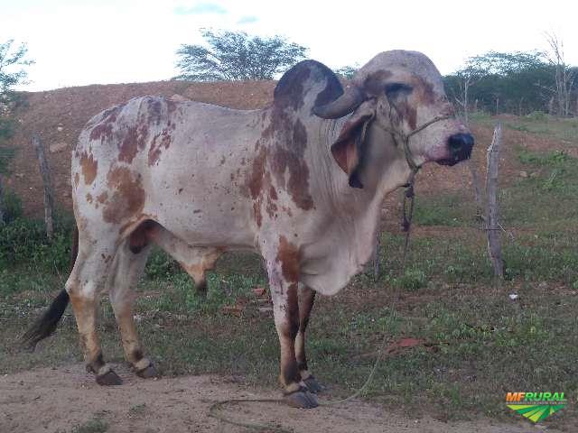 Toro Gir Leiteiro em Cubati PB à venda. Compre direto do vendedor 285123