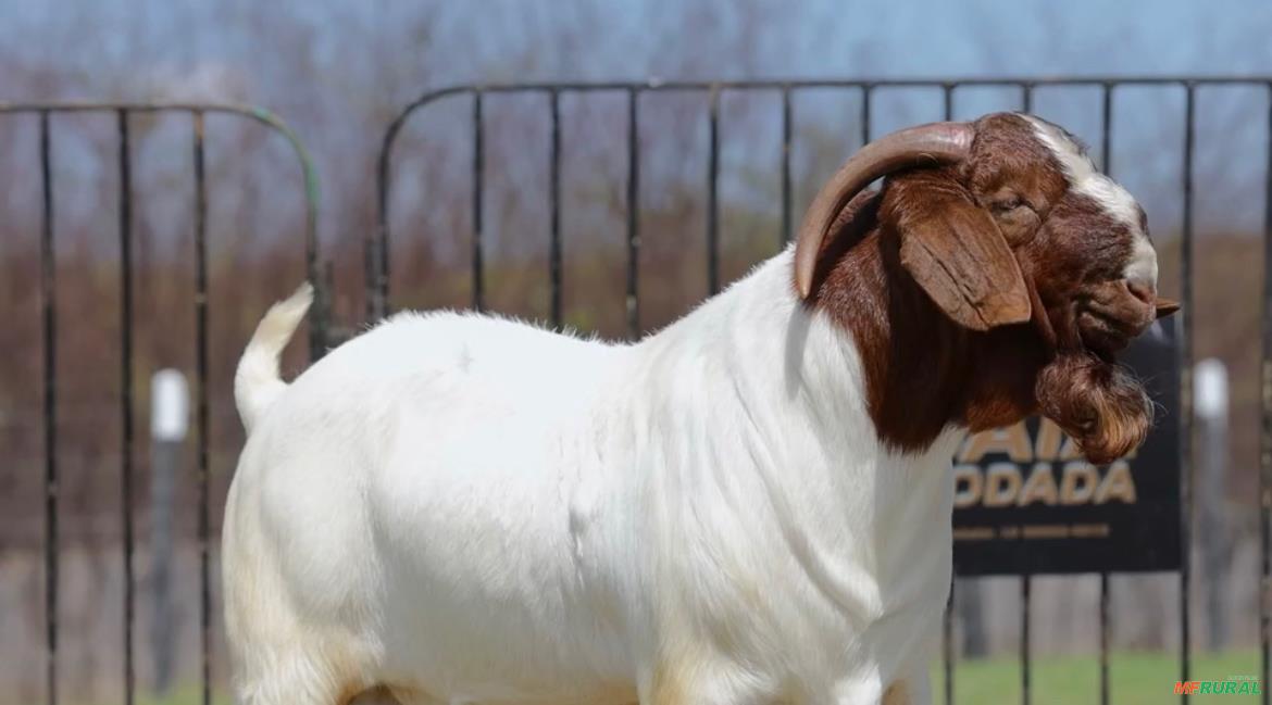 Cabras Bode Boer Bahia | Preço Venda Compra - MF Rural