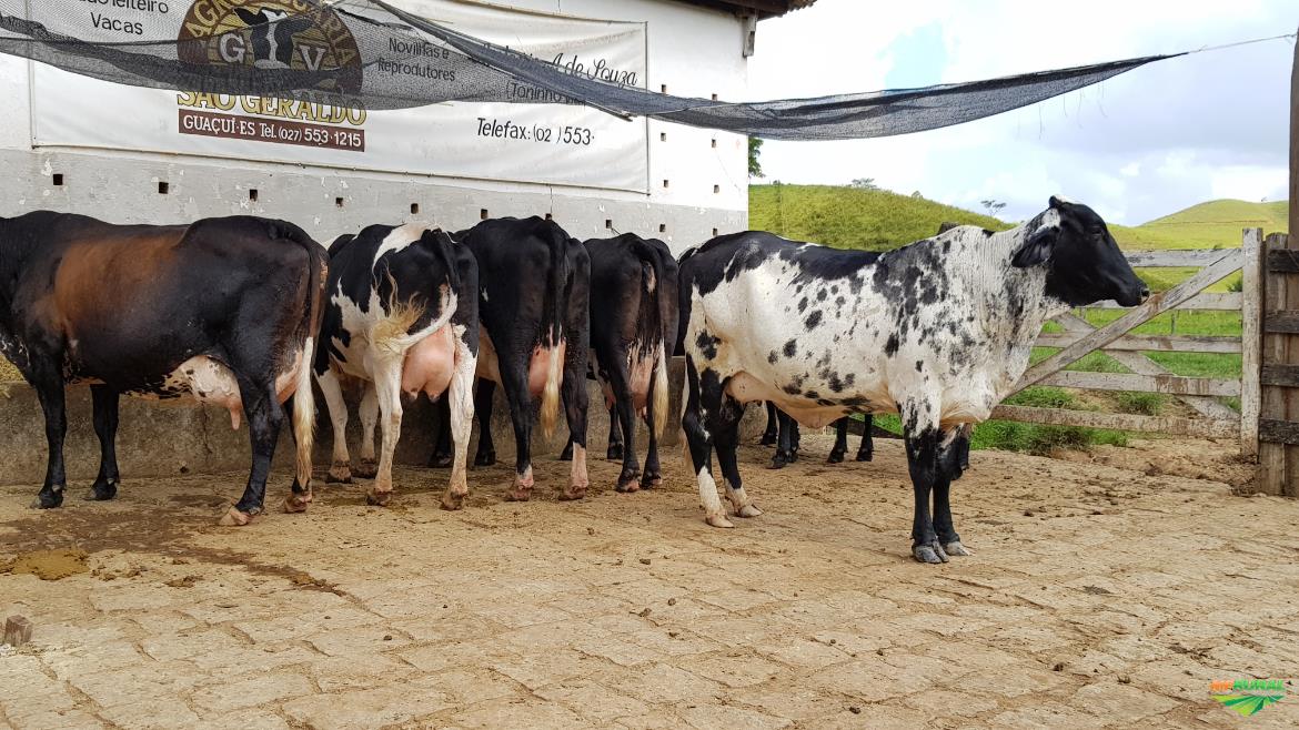Gado Leiteiro de Excepcional Qualidade E Produção! em Guaçuí ES 286358