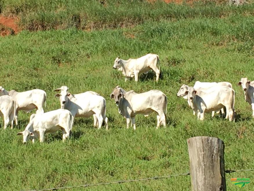 Novilhas Nelore | Preço Venda Compra - MF Rural