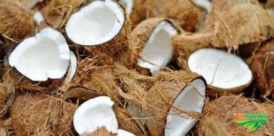 Côco Seco Salvador-Ba em Salvador BA à venda. Compre direto 304097