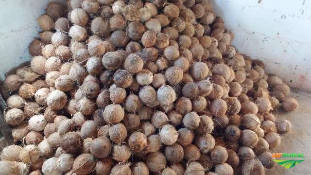 Coco Seco em Piaçabuçu AL à venda. Compre direto do vendedor 340921