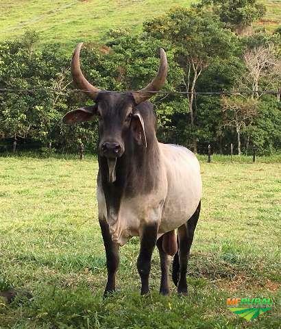 Guzerá à venda com preço