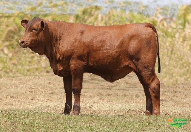 Novilhas Senepol | Preço Venda Compra - MF Rural