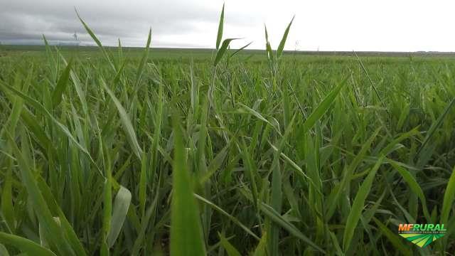 Brachiaria Brizantha / Marandu E Ruziziensis em Luís Edua 300245