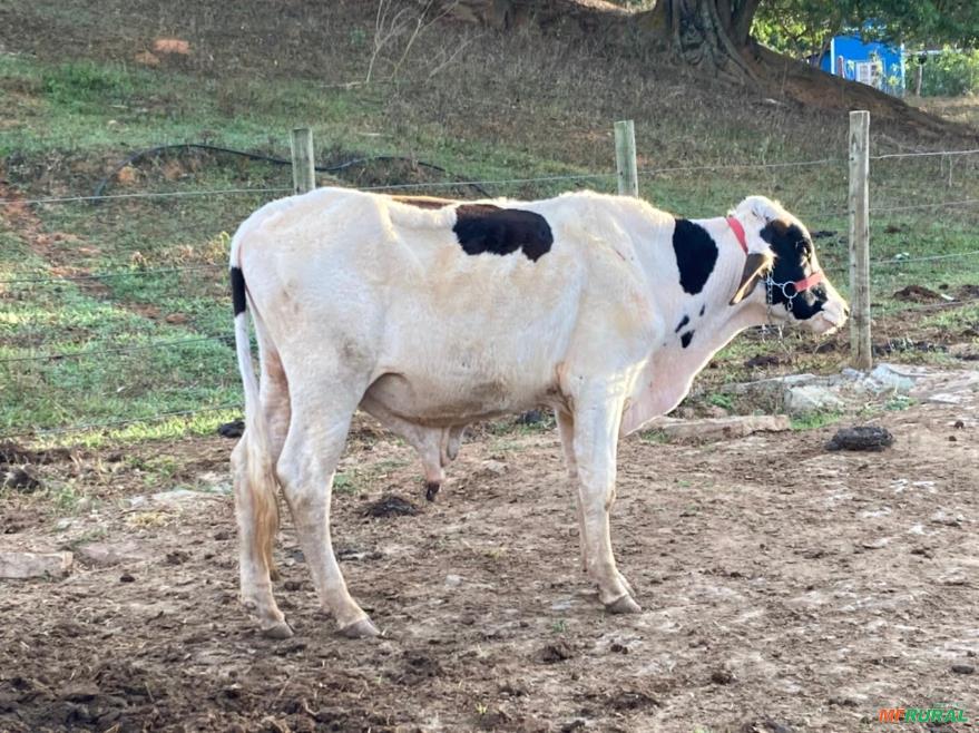 Tourinho em Além Paraíba MG à venda. Compre direto do vendedor 428906