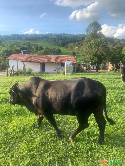Boi Angus Reprodutor em Itaguara MG à venda. Compre direto 442349