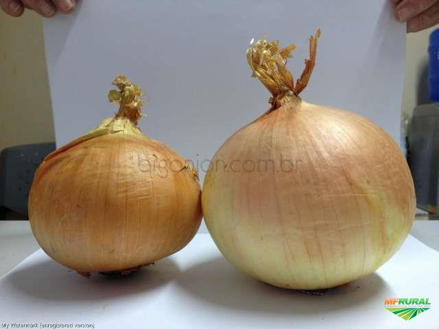 Big Cebola | Preço Venda Compra - MF Rural