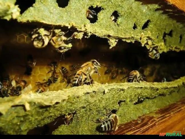 Propolis Verde de Primeira em Muzambinho MG à venda. Compre 626064