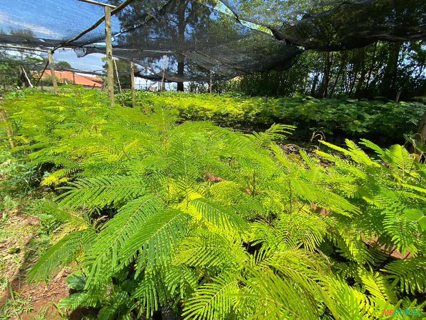 Mudas de Angico Vermelho em São João Del Rei MG à venda. Compre 647035