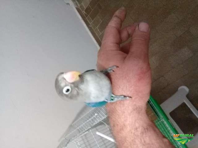 Agapornis | Preço Venda Compra - MF Rural