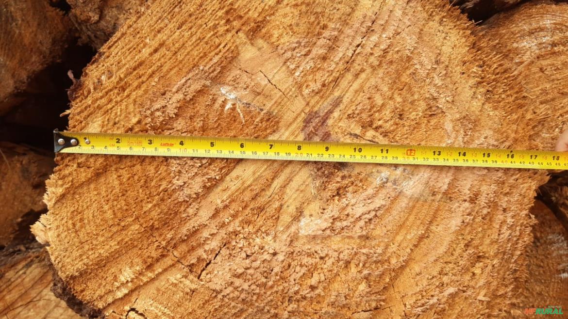 Tora de Pinus em Itabira MG à venda. Compre direto do vendedor 616130