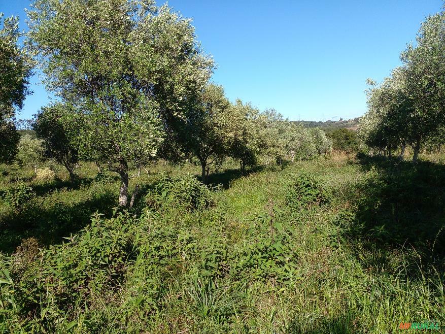 Chácara Com Área Total de 52 Hectares Com Pomar de Oliveiras de 794550