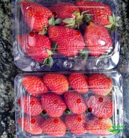 Morango Fresco | Preço Venda Compra - MF Rural