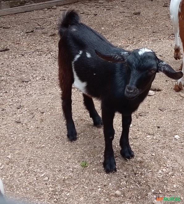 Mini Cabritos | Preço Venda Compra - MF Rural