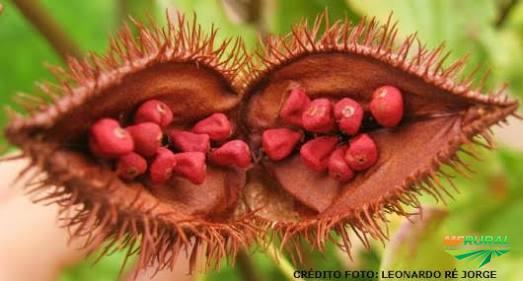 Vendo Semente de Urucum em Valença BA à venda. Compre direto 302181