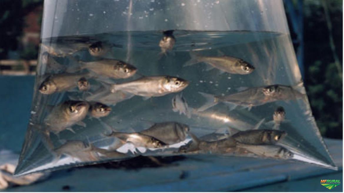 Alevinos Tilapia | Preço Venda Compra - MF Rural