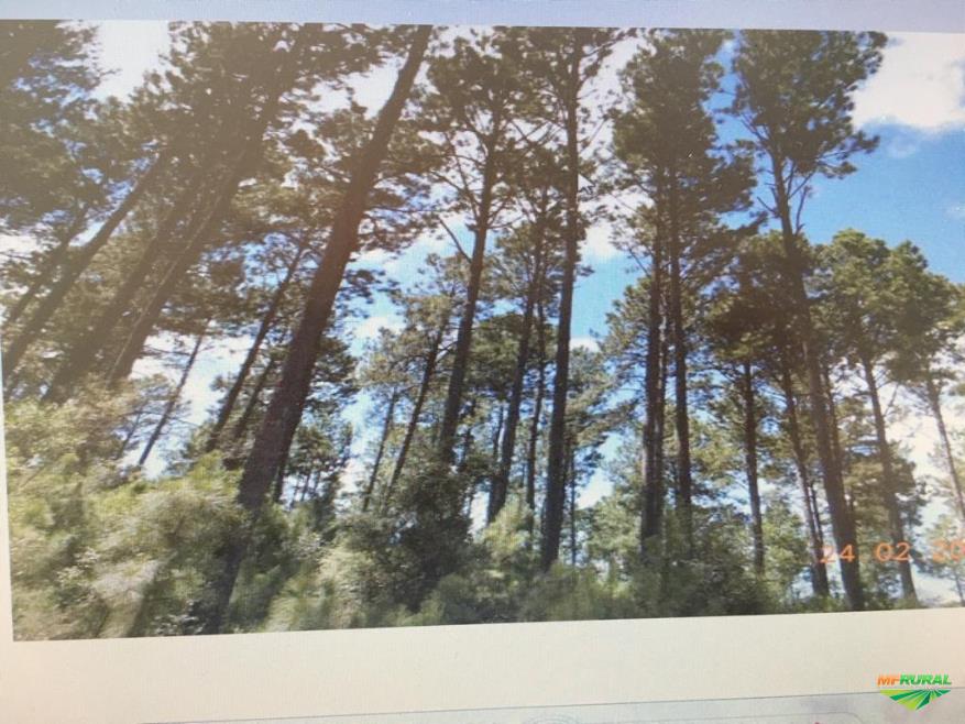 Floresta de Pinos Eliote. Com Pinos de 20, 30, 40, 42 Anos . em 361168