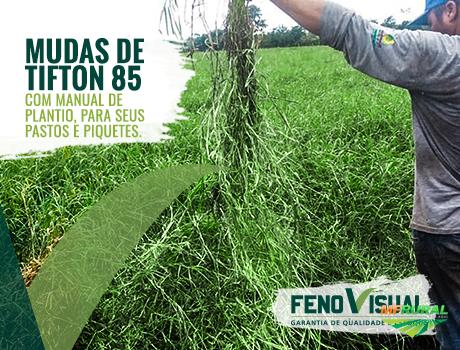 Tifton 85 Mudas | Preço Venda Compra - MF Rural