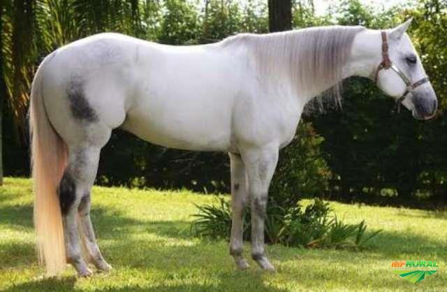 Cobertura st Flying Leo - Garanhão Quarto de Milha Genética 308234