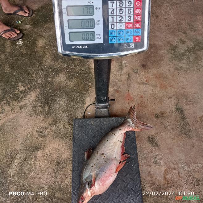Peixes à venda com preço Peixes