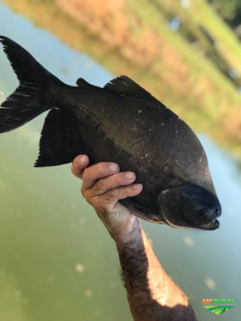 Tambaqui à venda com preço Tambaqui